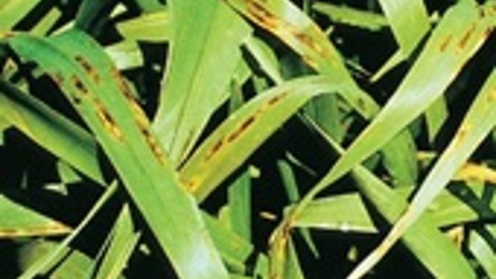 Barley Crop Management