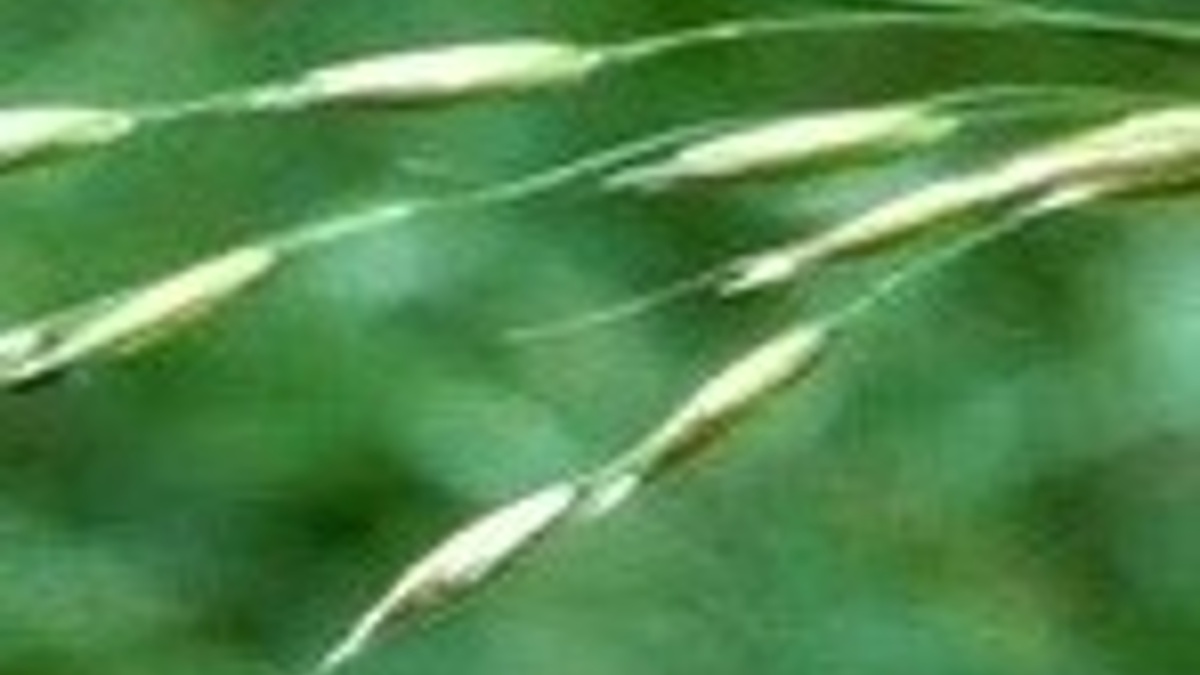 Onion Couch - BASF Agricultural Solutions UK