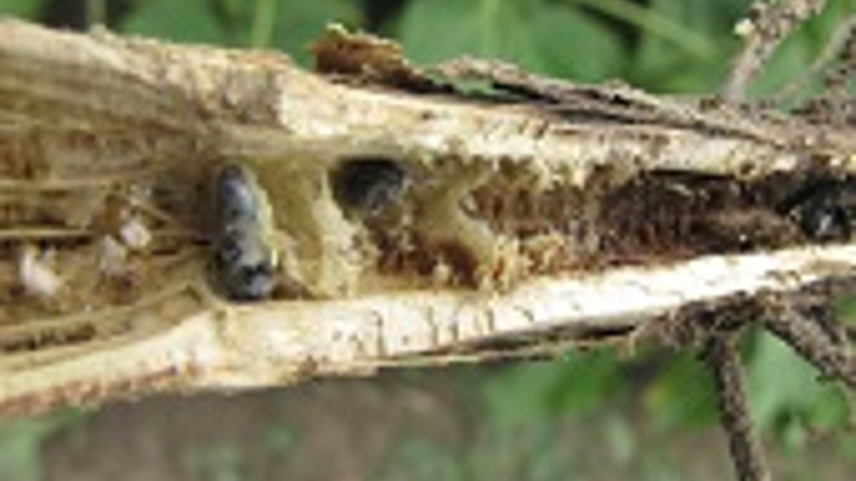 Sclerotinia Stem Rot - BASF Agricultural Solutions UK
