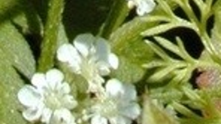 Hedge Spreading Parsley - BASF Agricultural Solutions UK