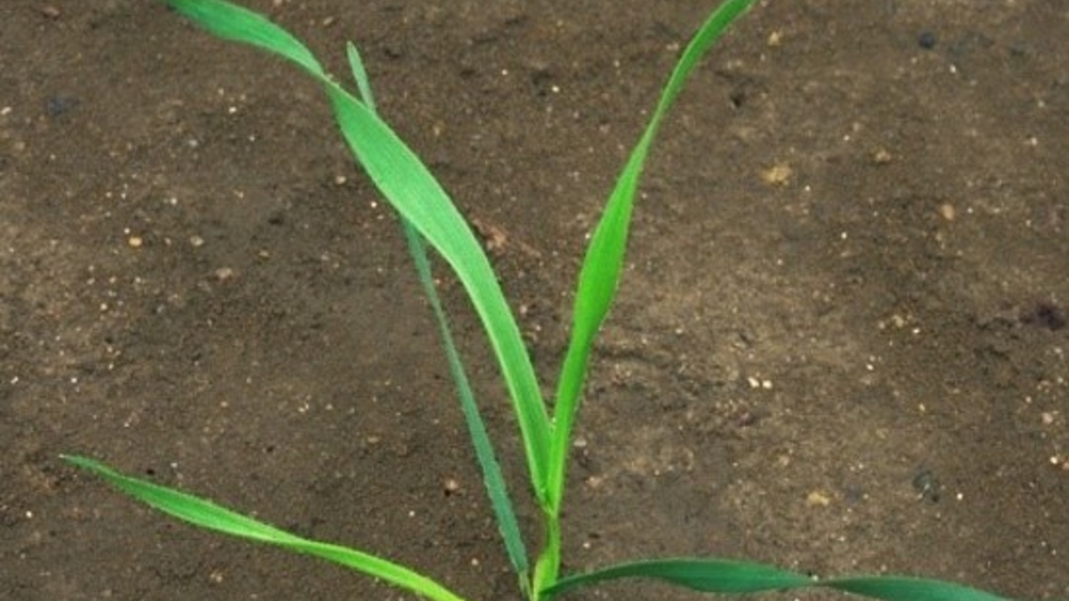 Sterile/Barren brome