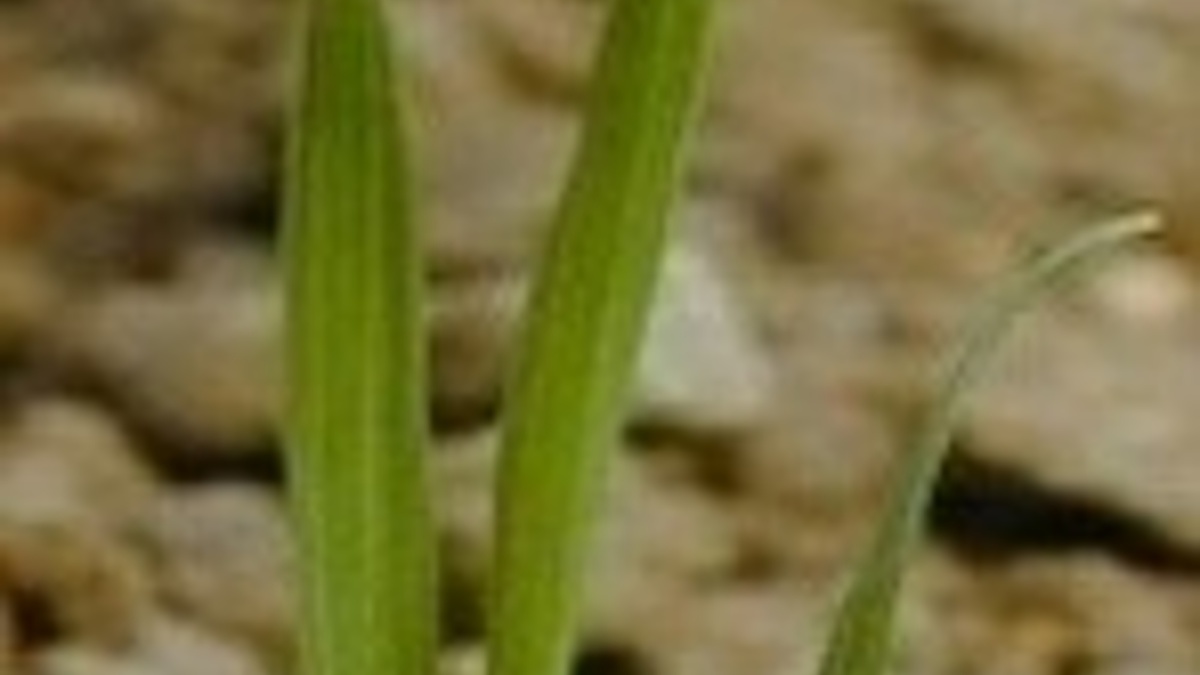 Timothy - BASF Agricultural Solutions UK