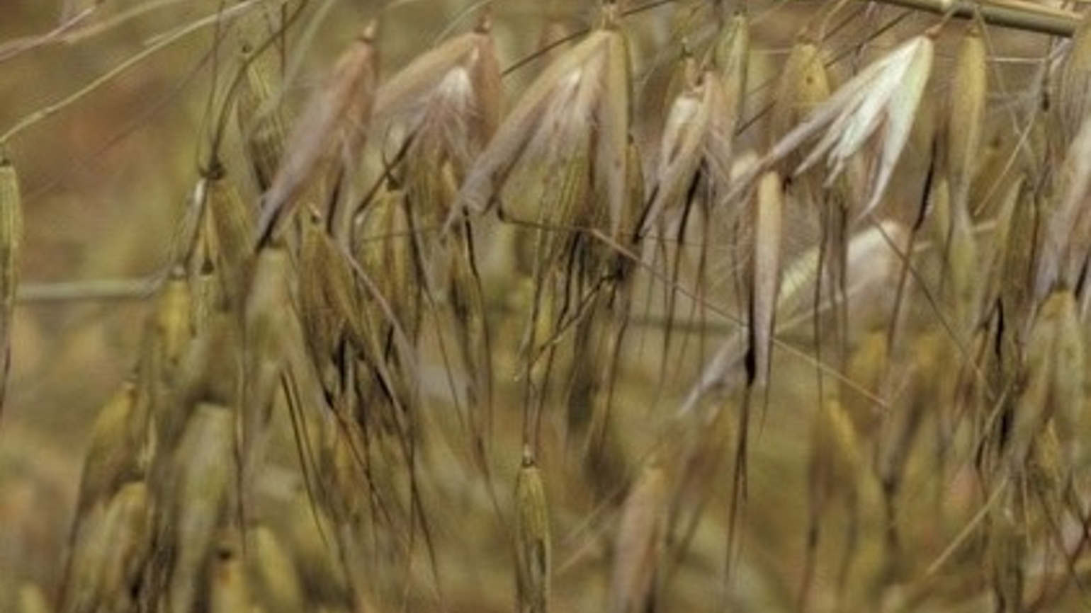 Oat, Wild, Winter - BASF Agricultural Solutions UK