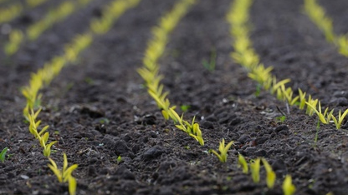 Wing-P - BASF Agricultural Solutions UK