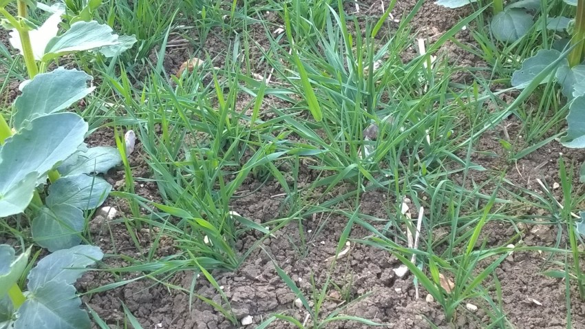 Nirvana® and Stomp® Aqua for weed control in Winter Beans