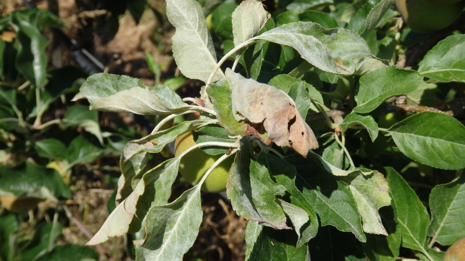 Kumulus DF - BASF Agricultural Solutions UK