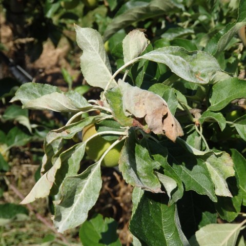 Scab of Apple - BASF Agricultural Solutions UK