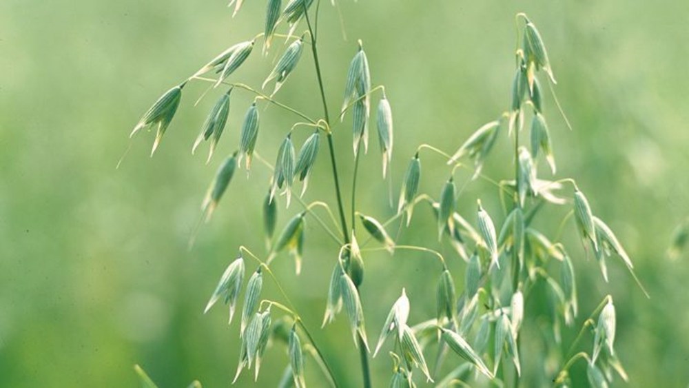 Winter Oats - BASF Agricultural Solutions UK