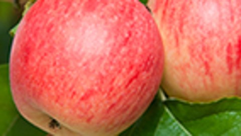 Regalis® Plus