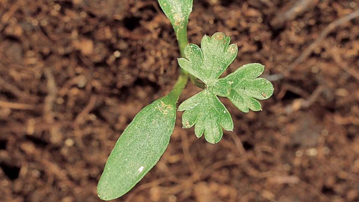 Common Fool's Parsley - BASF Agricultural Solutions UK