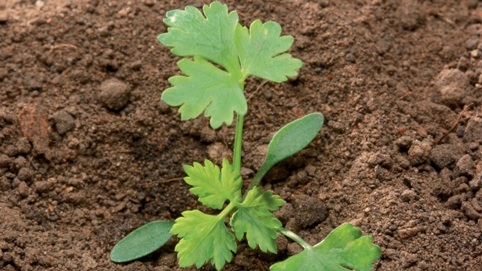 Common Fool's Parsley - BASF Agricultural Solutions UK