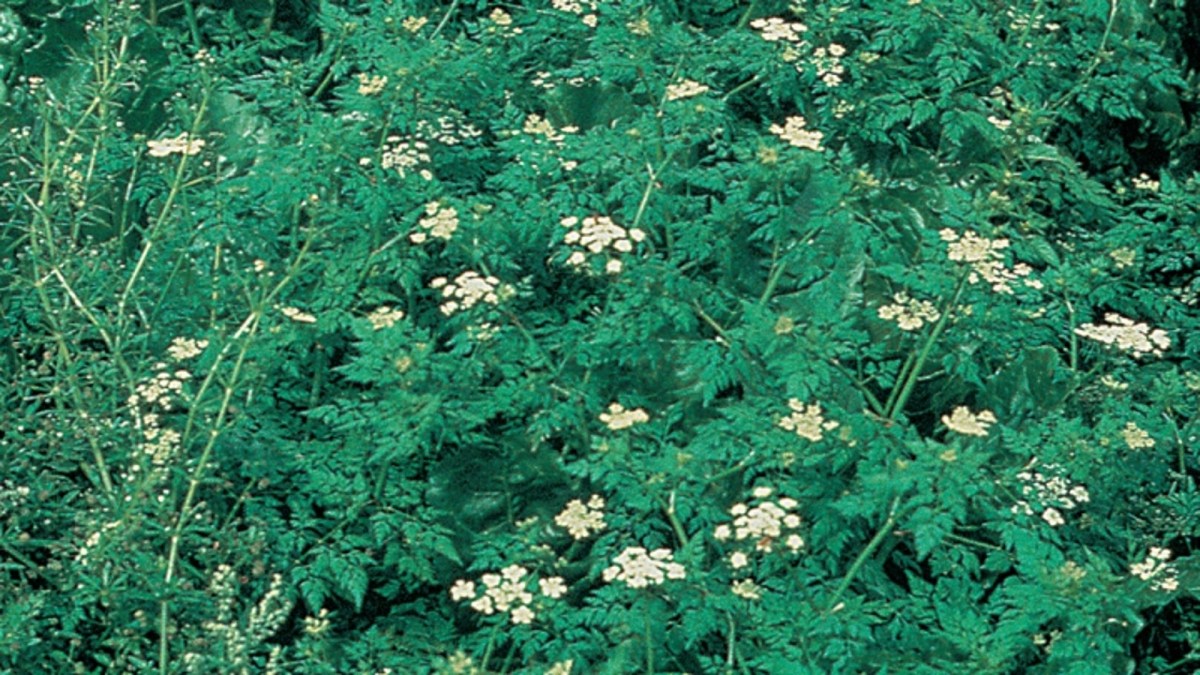 Common Fool's Parsley - BASF Agricultural Solutions UK