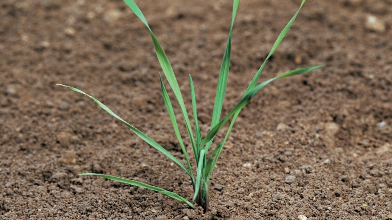Black-grass - BASF Agricultural Solutions UK