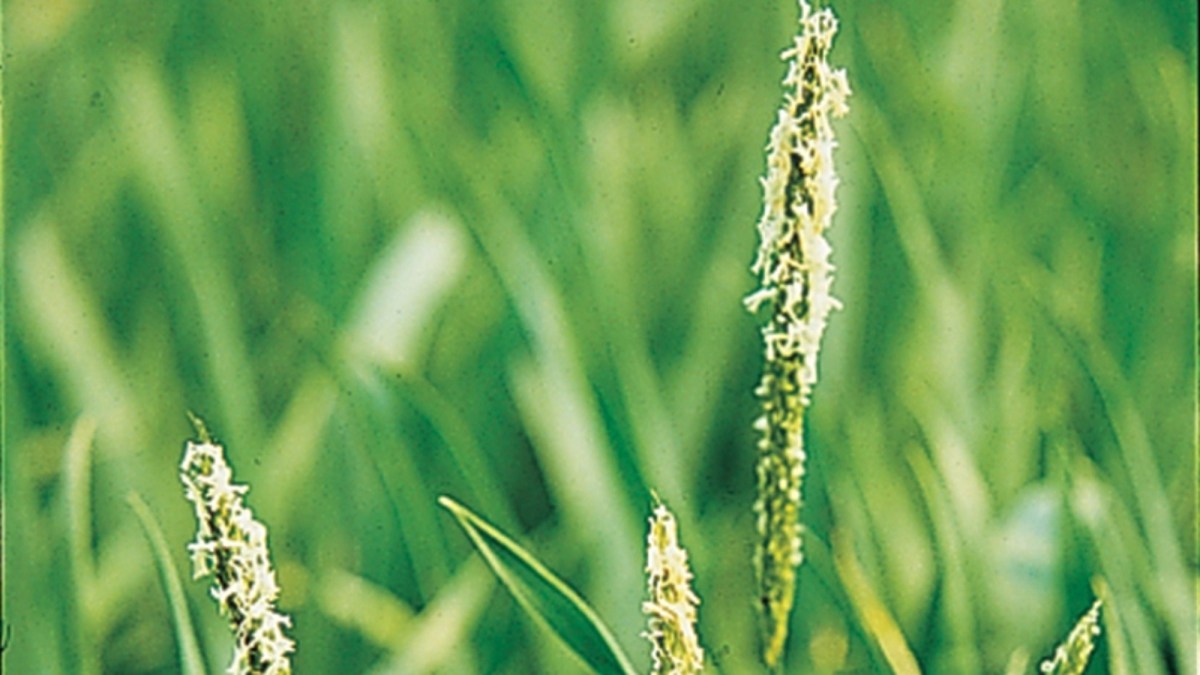 Black-grass - BASF Agricultural Solutions UK