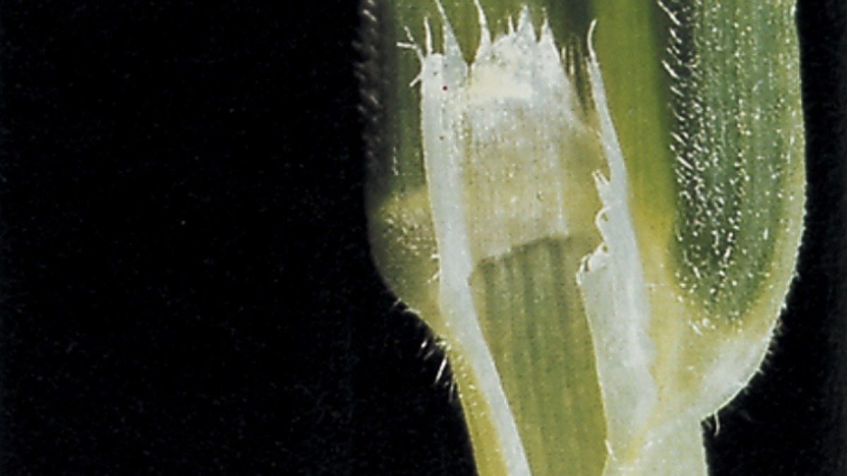 Sterile/Barren Brome - BASF Agricultural Solutions UK