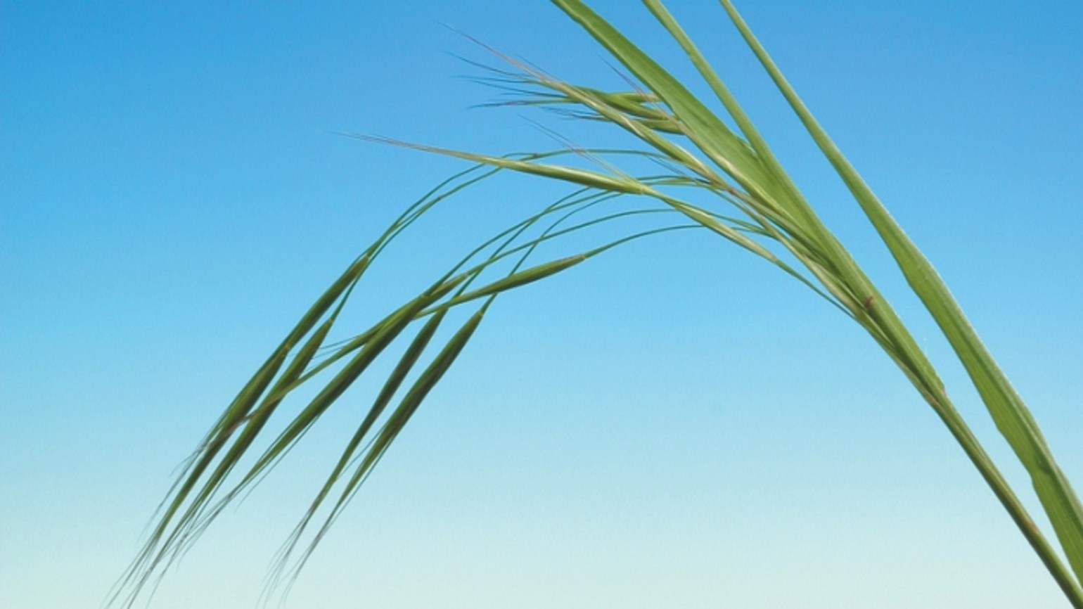 Sterile/Barren Brome - BASF Agricultural Solutions UK