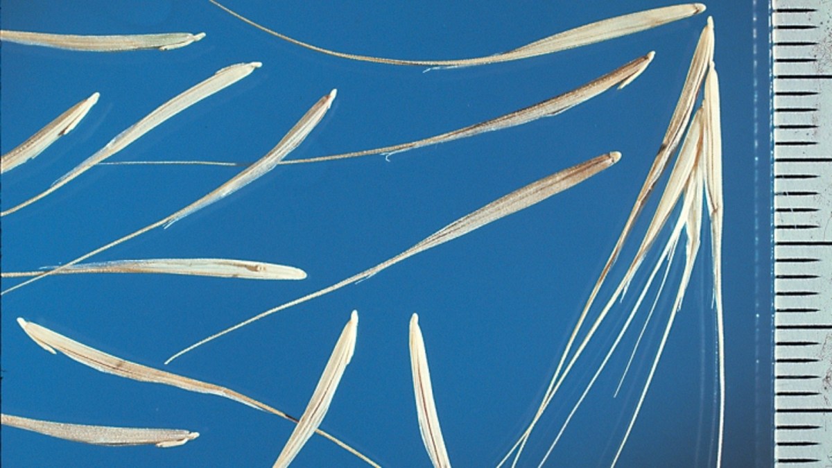 Sterile/Barren Brome - BASF Agricultural Solutions UK