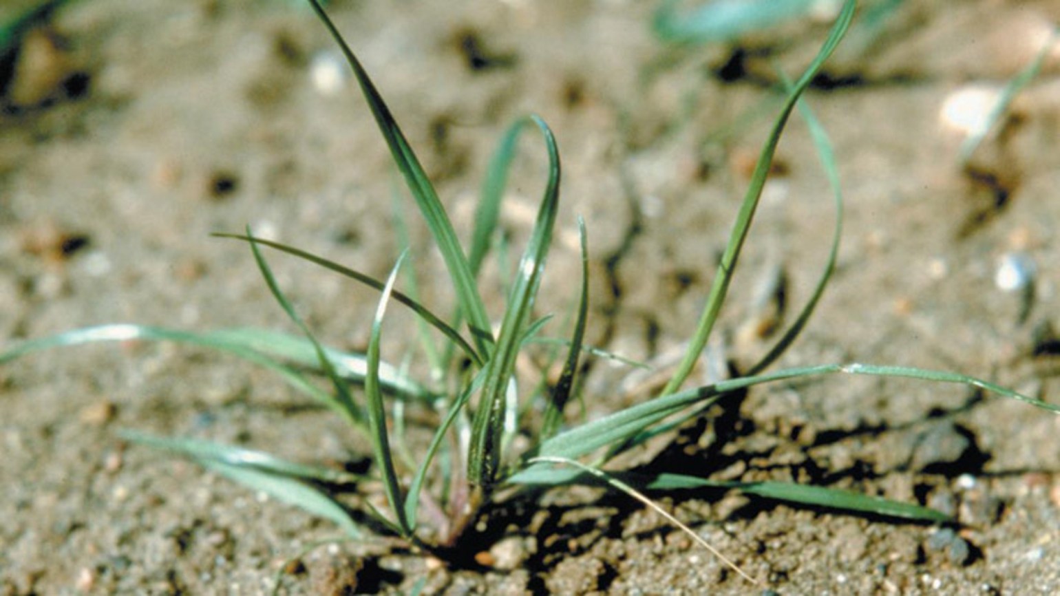 Rye-grass, Italian - BASF Agricultural Solutions UK