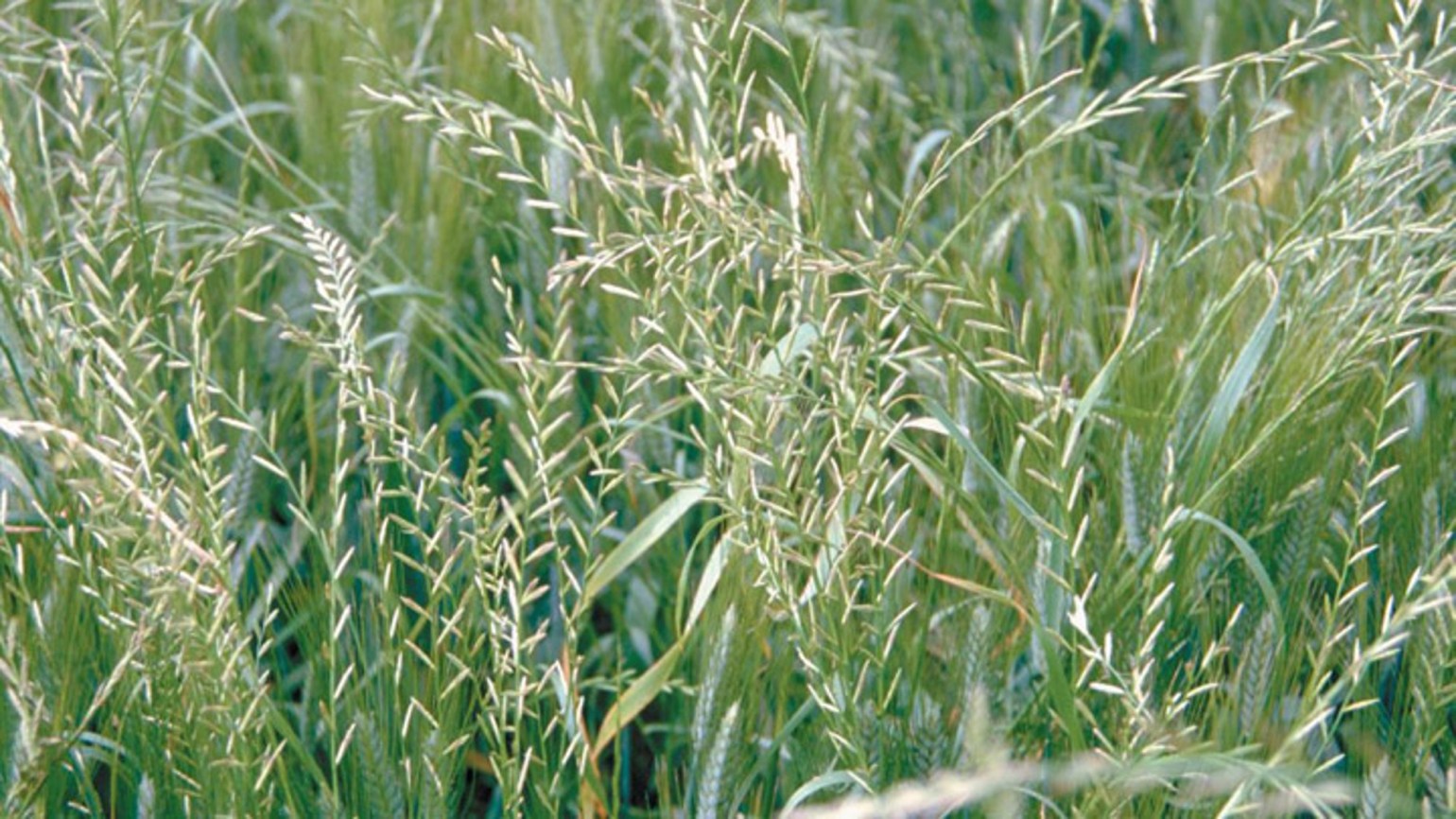 Rye-grass, Italian - BASF Agricultural Solutions UK