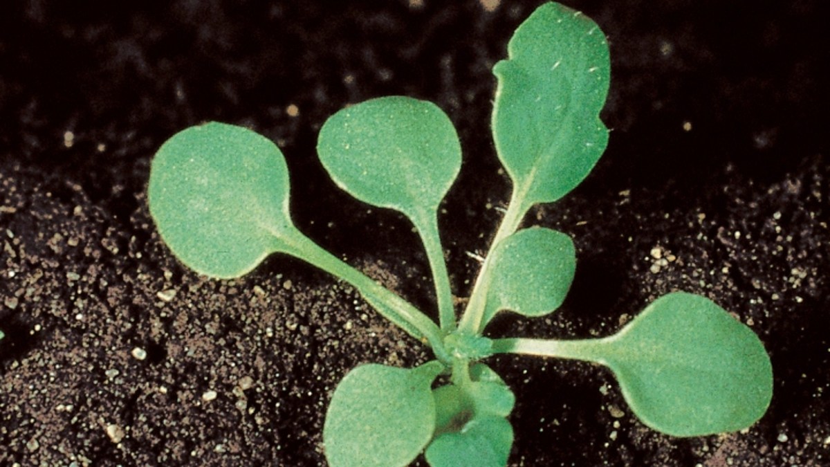 Common Poppy - BASF Agricultural Solutions UK