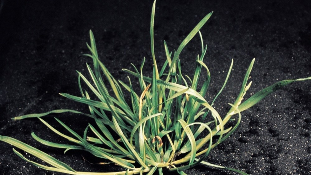 Annual Meadow Grass - BASF Agricultural Solutions UK