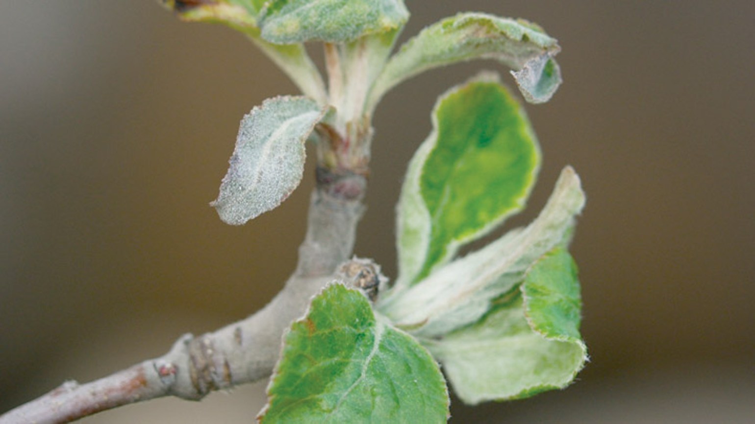 Powdery Mildew of Apple - BASF Agricultural Solutions UK