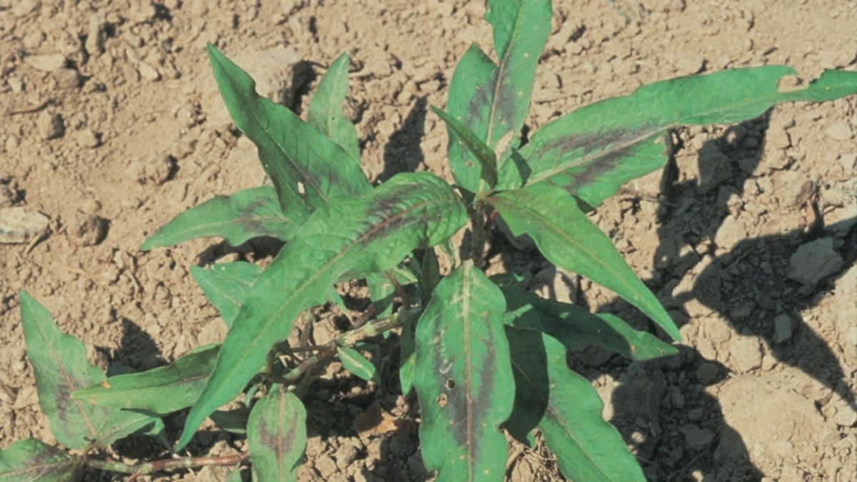 Pale Persicaria - BASF Agricultural Solutions UK