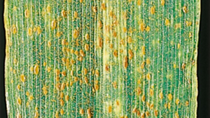 Brown Rust - BASF Agricultural Solutions UK