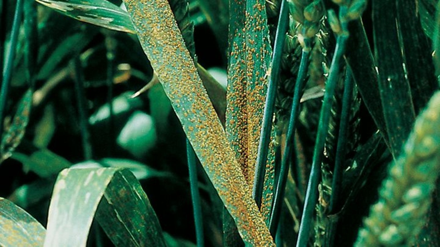 Brown Rust - BASF Agricultural Solutions UK
