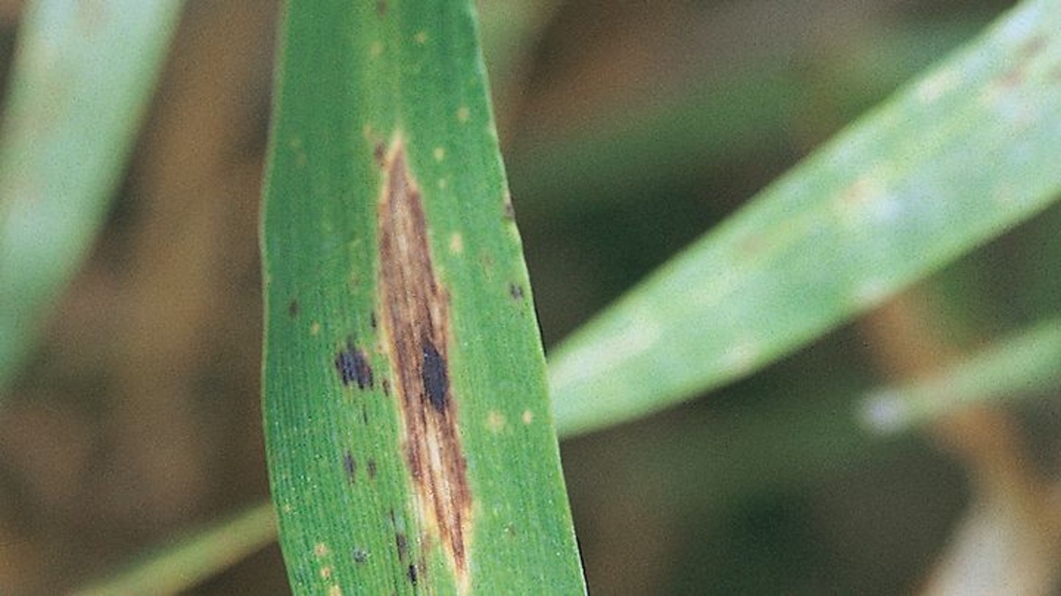 Net Blotch - BASF Agricultural Solutions UK