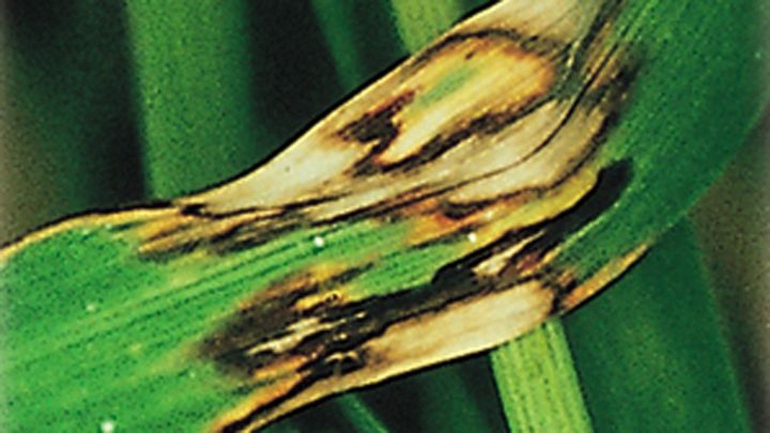 Rhynchosporium - BASF Agricultural Solutions UK