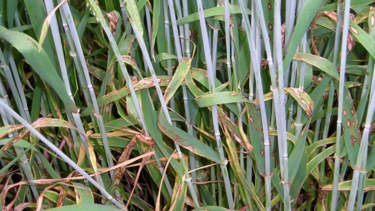 Rhynchosporium - BASF Agricultural Solutions UK