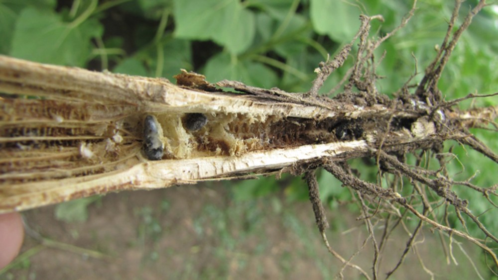 Sclerotinia Stem Rot - BASF Agricultural Solutions UK
