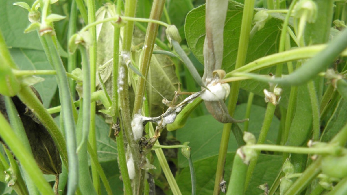 Sclerotinia Stem Rot - BASF Agricultural Solutions UK