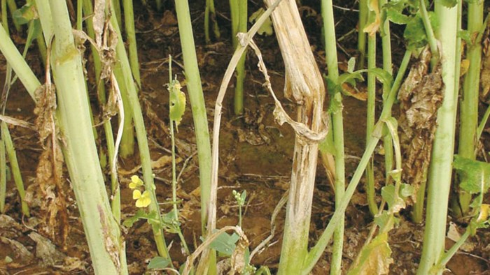 Sclerotinia Stem Rot - BASF Agricultural Solutions UK