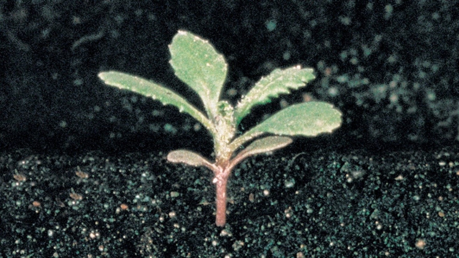 Common Groundsel - BASF Agricultural Solutions UK