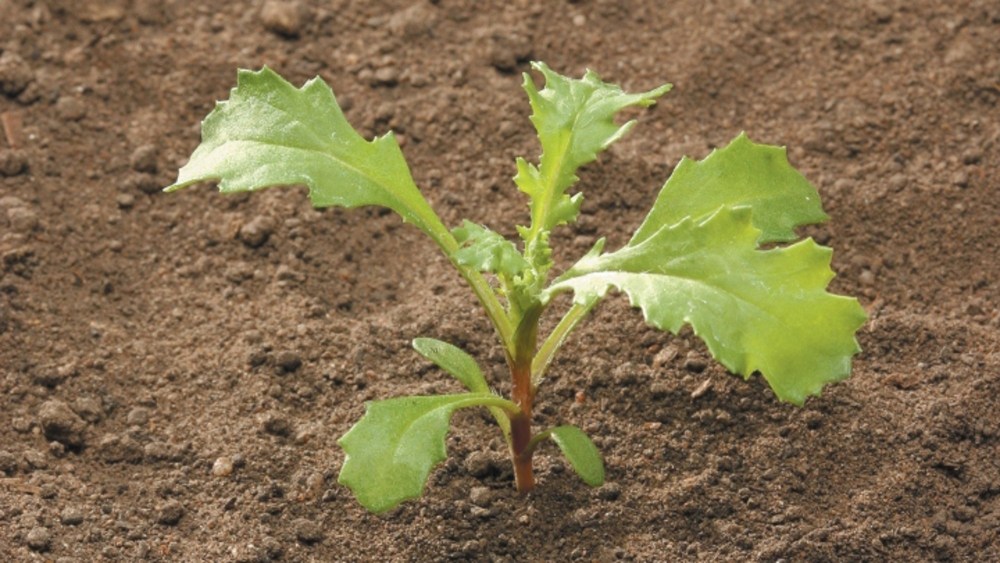 Common Groundsel - BASF Agricultural Solutions UK