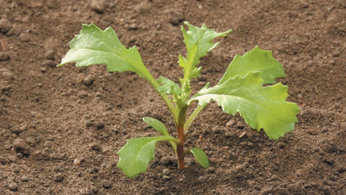 Common Groundsel - BASF Agricultural Solutions UK