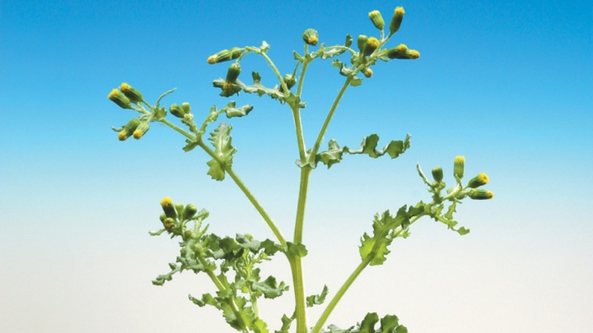 Common Groundsel - BASF Agricultural Solutions UK