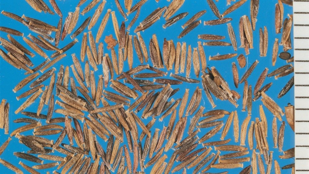 Common Groundsel - BASF Agricultural Solutions UK