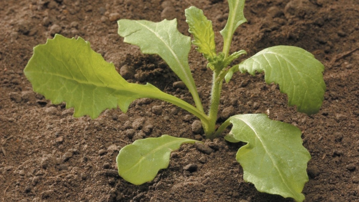Charlock - BASF Agricultural Solutions UK